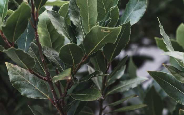 About | Laurel Brasserie & Bar